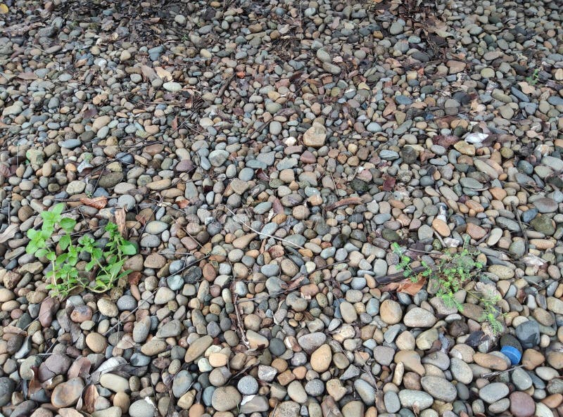 Beautiful Small Rock and the Plants in the Front Yard Stock Image ...