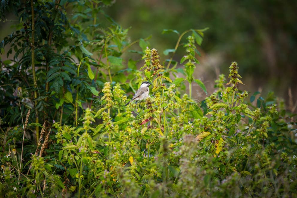 A Beautiful Small Singing Bird Feeding and Singing in the Backyard ...