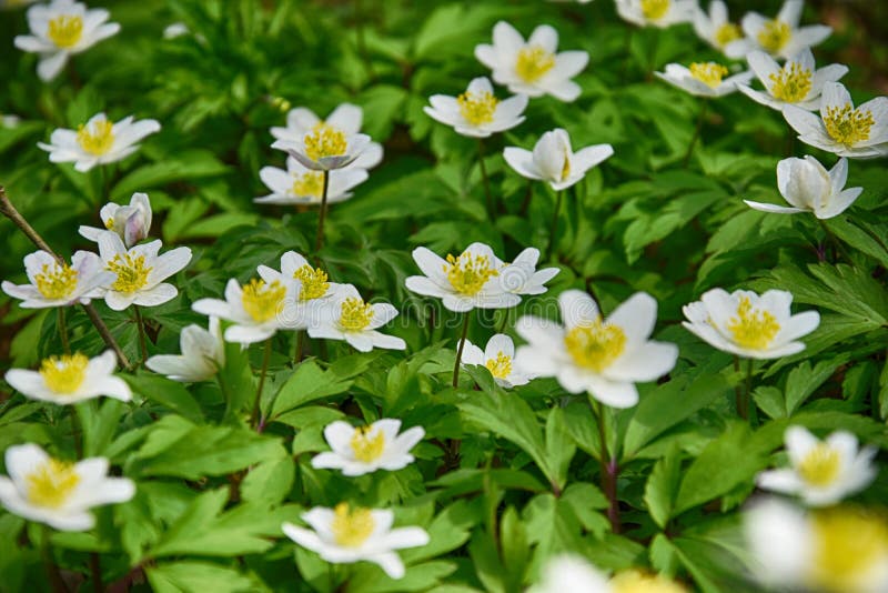 Small Spring White Anemones Growing among Green Leaves in the Forest ...