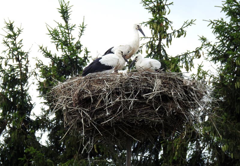Three Young Stork Birds in Nest, Lithuania Stock Photo - Image of nest ...