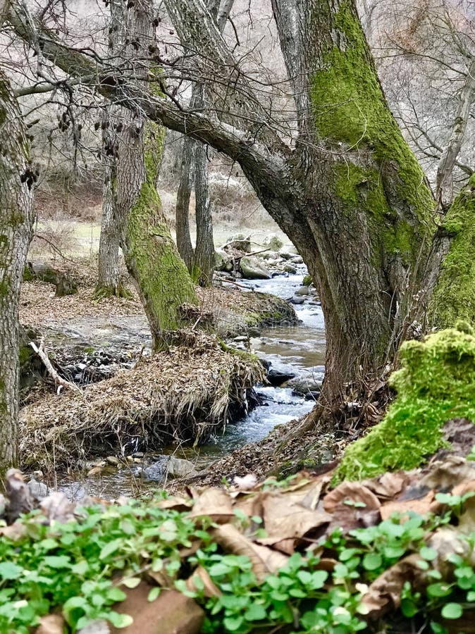 River stream stock photo. Image of stream, river, moss - 121382204
