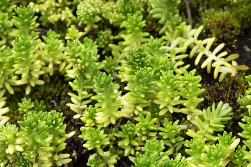Beautiful Small Succulent Plants, Making the Atmosphere Fresh Stock ...