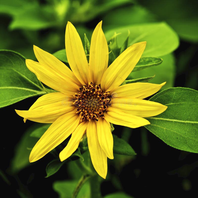 Beautiful Small Sunflower stock image. Image of sunflower - 181076857