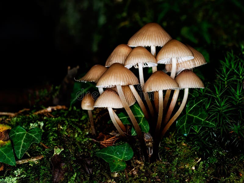 Beautiful Small Toadstools, Unidentified Species. Stock Photo - Image ...