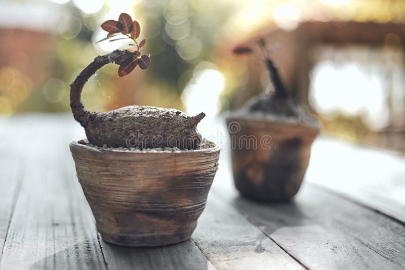 Beautiful Small Tree in Clay Pots Stock Photo - Image of growth, flower ...