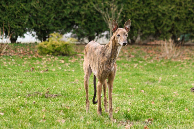 A Beautiful Small Whippet is Standing in the Garden Stock Photo - Image ...