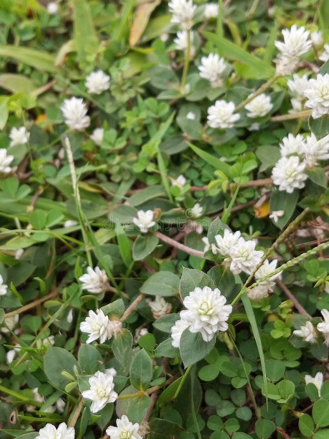Beautiful Small White Flowers Refresh the Eyes Stock Image - Image of ...
