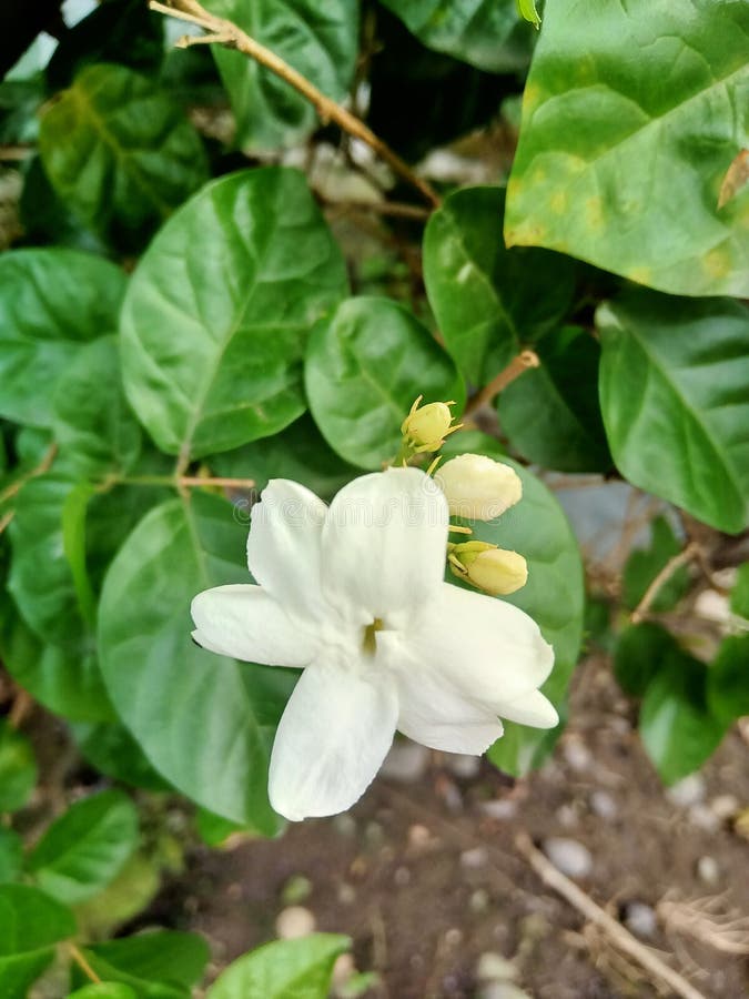 Beautiful Small White Jasmine Flower with a Distinctive Fragrance Stock ...
