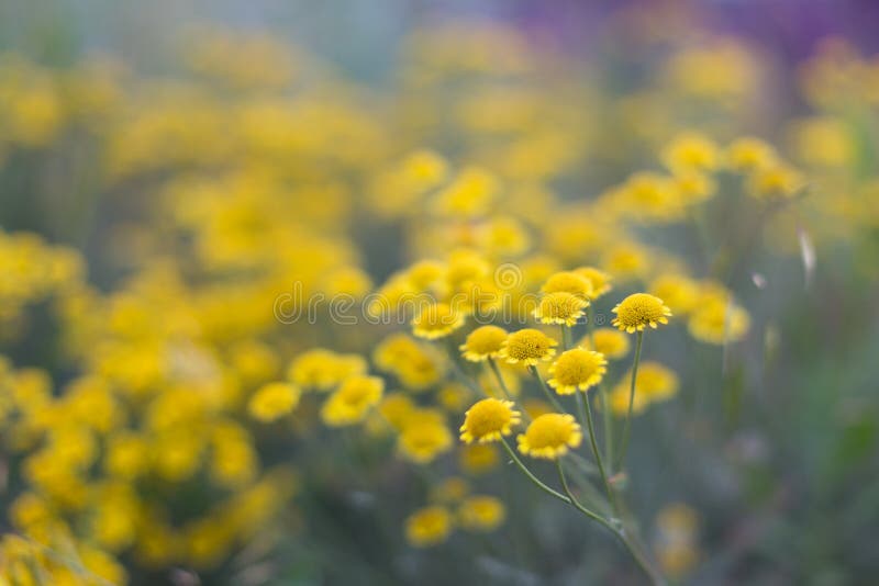 Beautiful Small Wild Flowers Stock Photo - Image of little, grass: 72984452