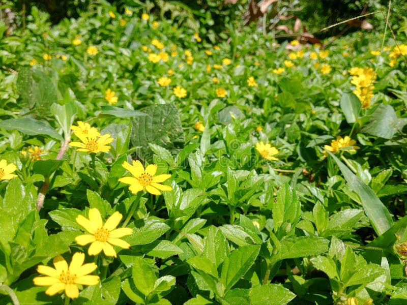 Beautiful Small Yellow Flowers in the Yard Stock Photo - Image of ...
