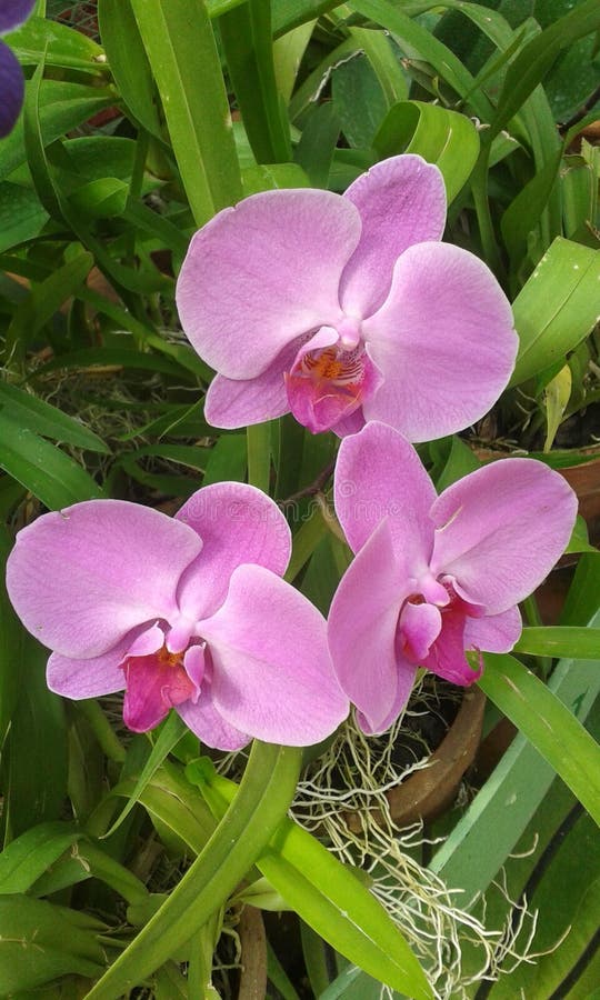 Beautiful Smiling Bunch of Orchids Stock Image - Image of agua, macro ...