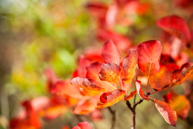 Beautiful Smoke Tree in Autumn Stock Image - Image of smoke, tree: 61520027