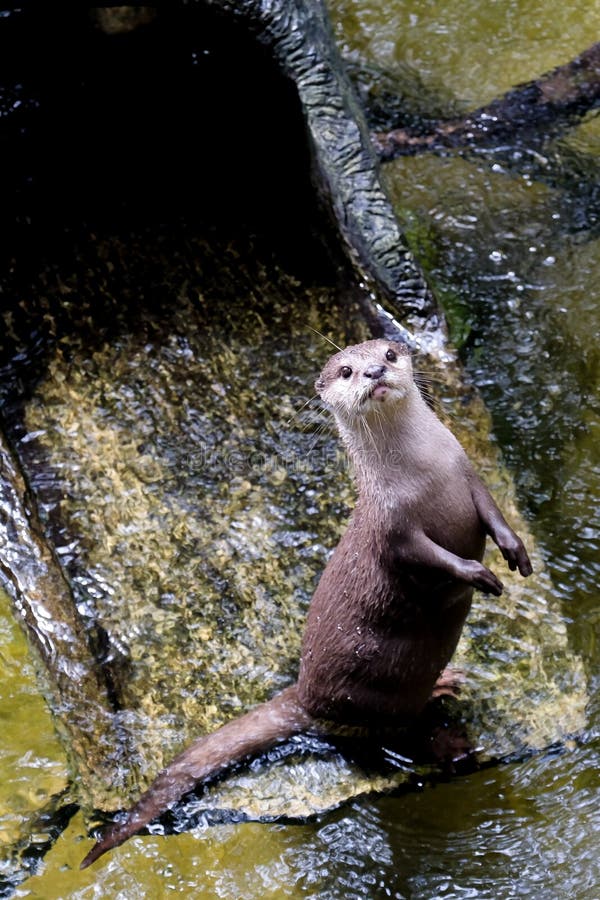 Beautiful Smooth-coated Otter Stock Image - Image of asian, fauna ...