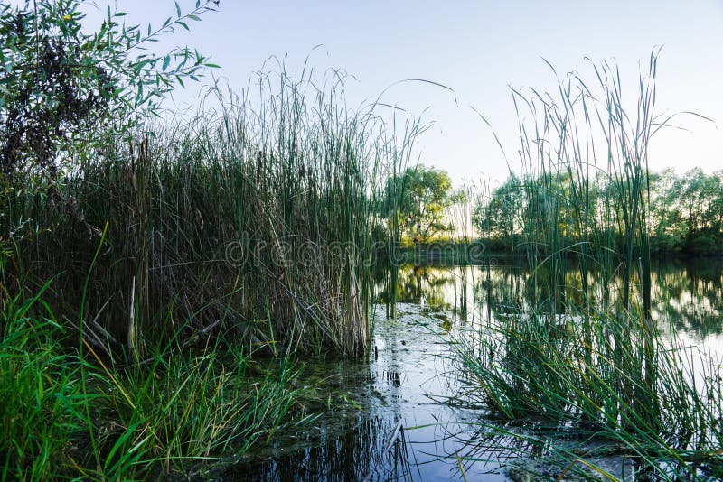 Smooth Lake Water Surface Under Bright Blue Sky and Closeup Maple Tree ...