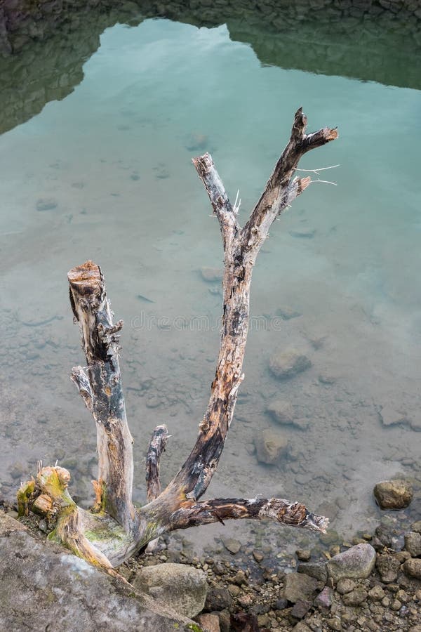 Beautiful snag stock image. Image of green, purity, flow - 84665689