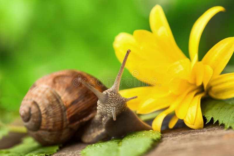 Jumping snail stock photo. Image of slow, nature, french - 15768488