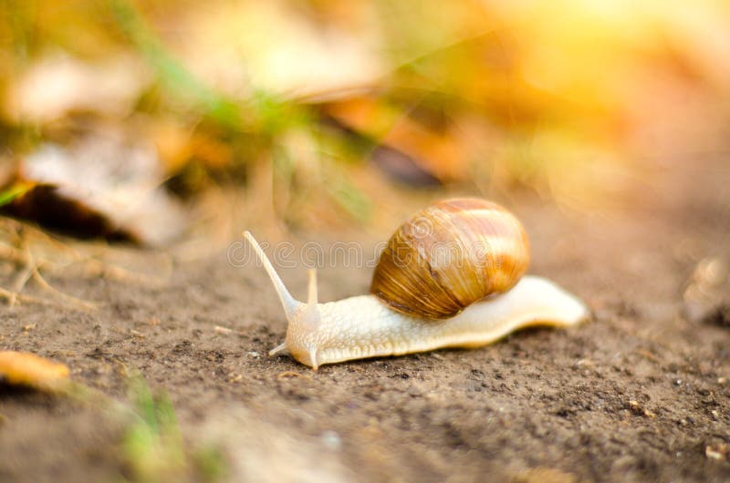 Beautiful Big Snail on a Cherry Tree Stock Photo - Image of view ...