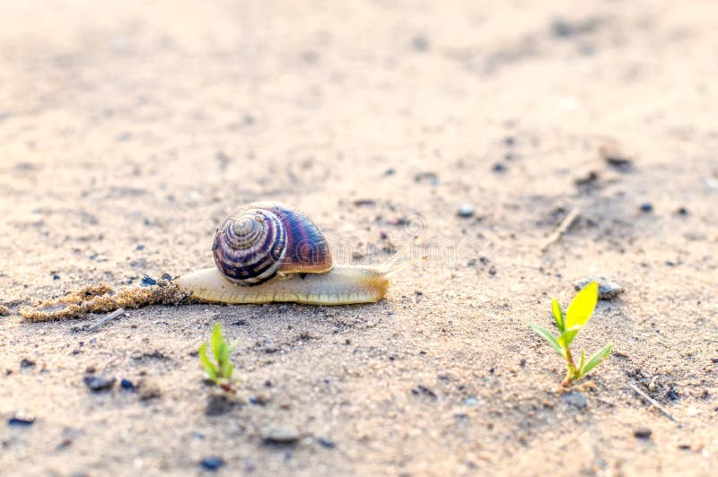 Beautiful Snail Crawling on Sandy Road Stock Photo - Image of road ...