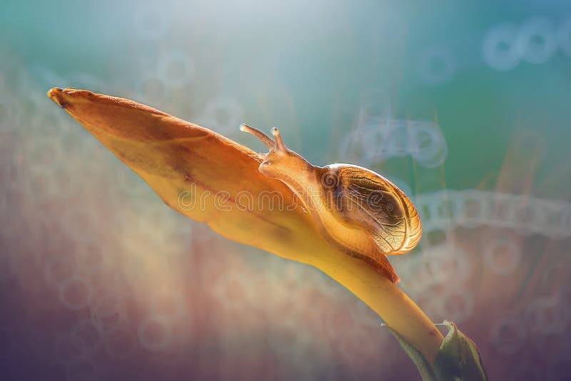 Beautiful Snail on a Flower in Tropical Garden Stock Photo - Image of ...
