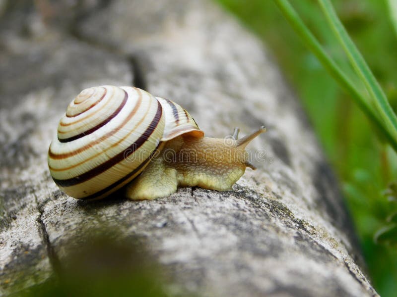 Beautiful Snail on an Old Beautiful Tree Stock Image - Image of leaf ...