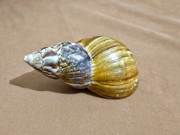 Beautiful Snail Shell with Brown Colour and Beautiful Pattern Stock ...