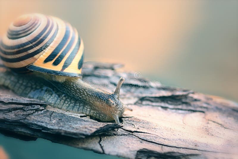 Beautiful snail on a tree stock photo. Image of insect - 125939236