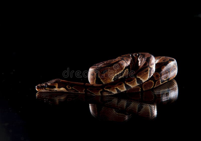 Beautiful Snake. Baby Anaconda Stock Photo - Image of nature, organism ...