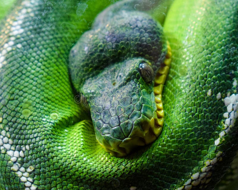 Beautiful snake stock photo. Image of snake, tree, piton - 137886428