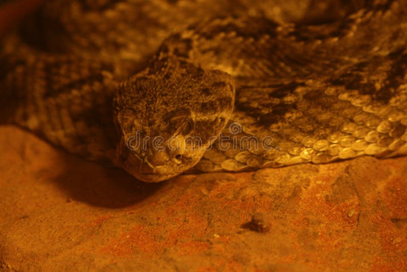 Beautiful Snake stock image. Image of snake, beautiful - 128434567