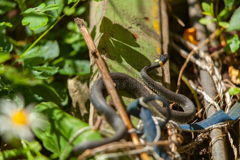 Beautiful Snake Lies on Meadow Stock Photo - Image of beauty, adder ...