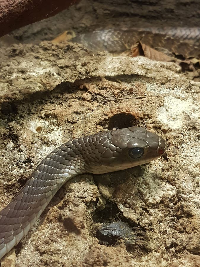 Beautiful Snake on the Rock Stock Image - Image of reptile, rock: 263378839