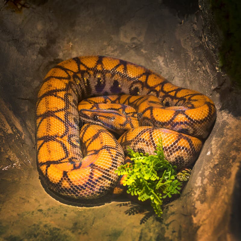 Beautiful Snake Showcase in the Zoo Stock Photo - Image of ramble, cute ...