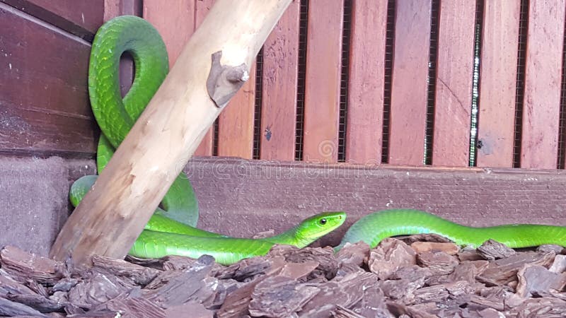 Beautiful snakes stock image. Image of green, durban - 87498271