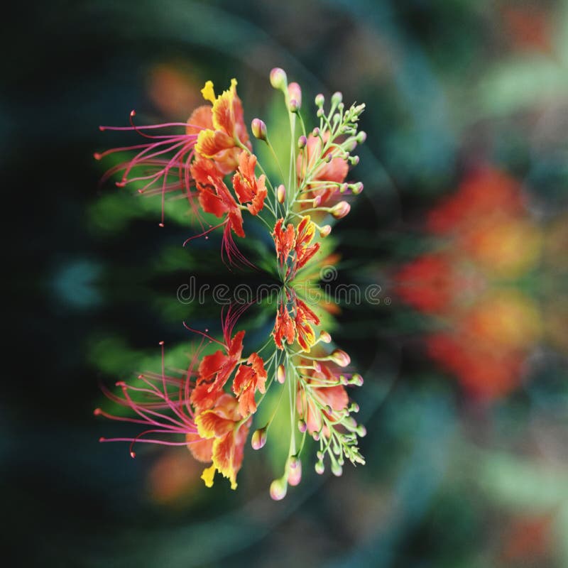 Snaflower Stock Photos - Free & Royalty-Free Stock Photos from Dreamstime