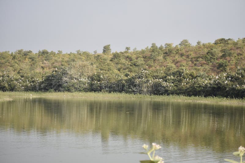 A beautiful snap of a lake stock image. Image of tree - 279488733