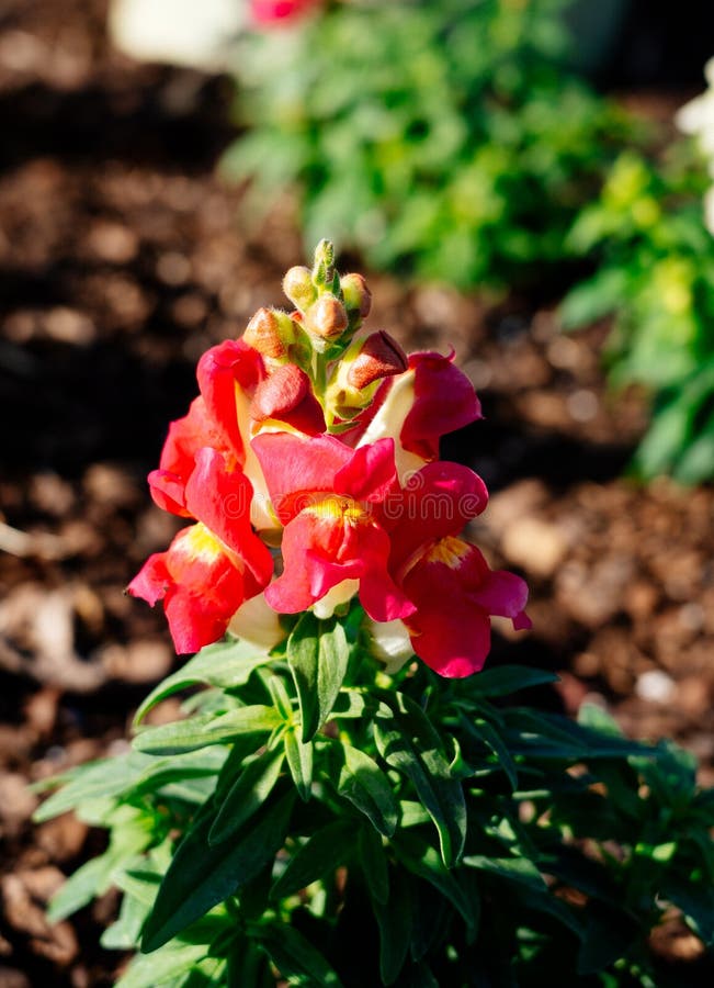 Beautiful Snapdragon Flower Stock Photo - Image of botanical, nature ...