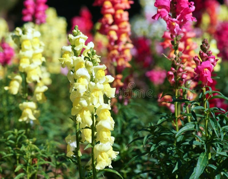 Beautiful Snapdragon Flowers Stock Image - Image of bright, blooming ...