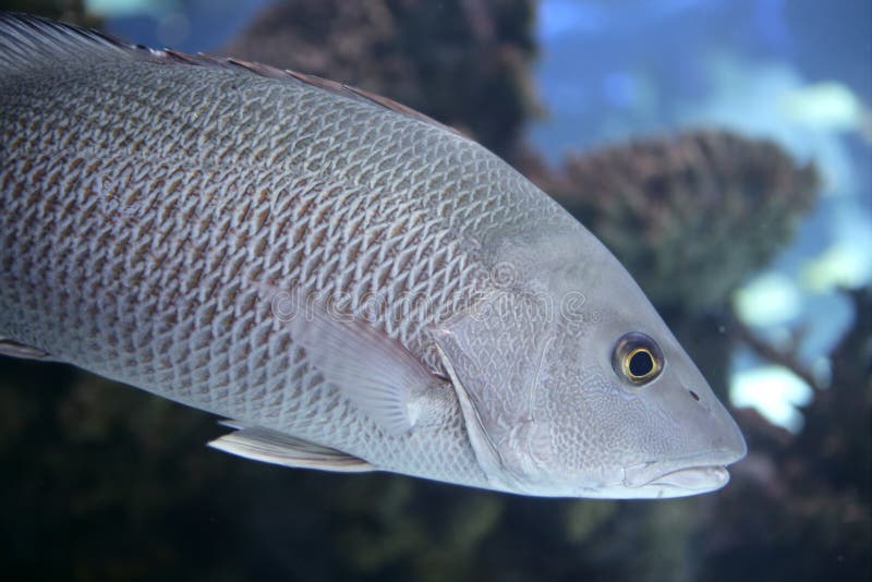 Beautiful Snapper Saltwater Fish Stock Photo - Image of australia ...