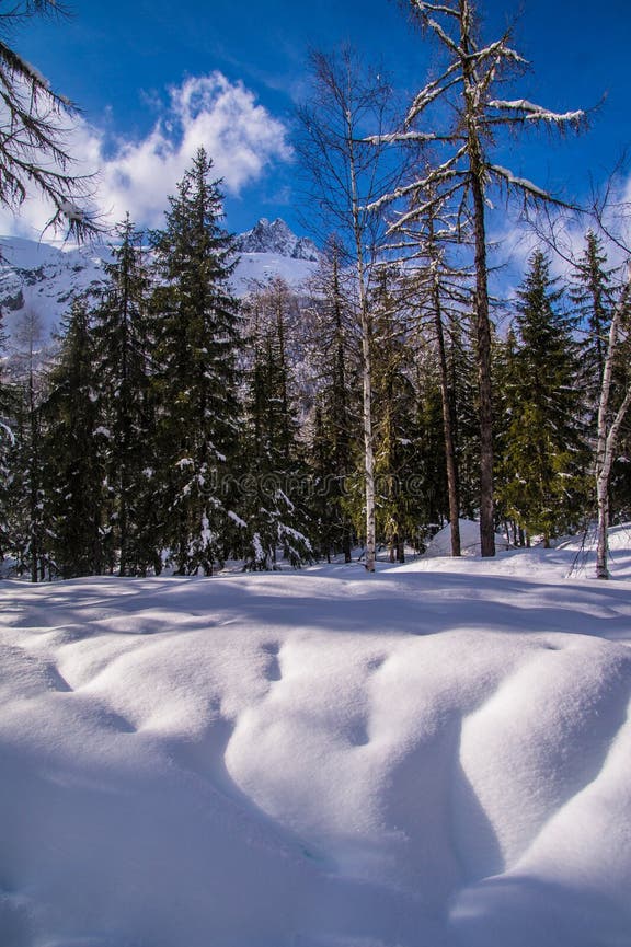 Beautiful Snow-covered Area with Large Trees Stock Photo - Image of ...