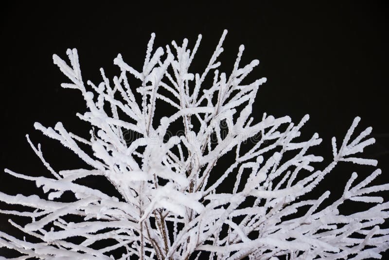 Beautiful Snow-covered Bush Against a Black Night Sky Stock Photo ...