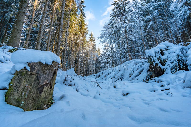 The Beautiful Eistobel in Winter Stock Image - Image of alps, forest ...
