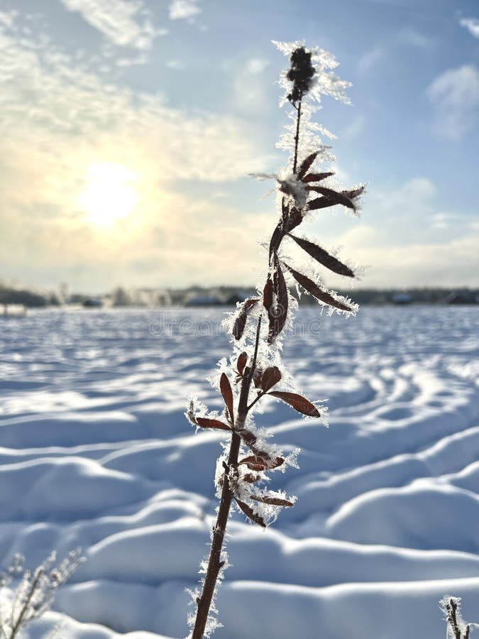 Beautiful Snow-covered Sprig of Grass in Winter Stock Photo - Image of ...