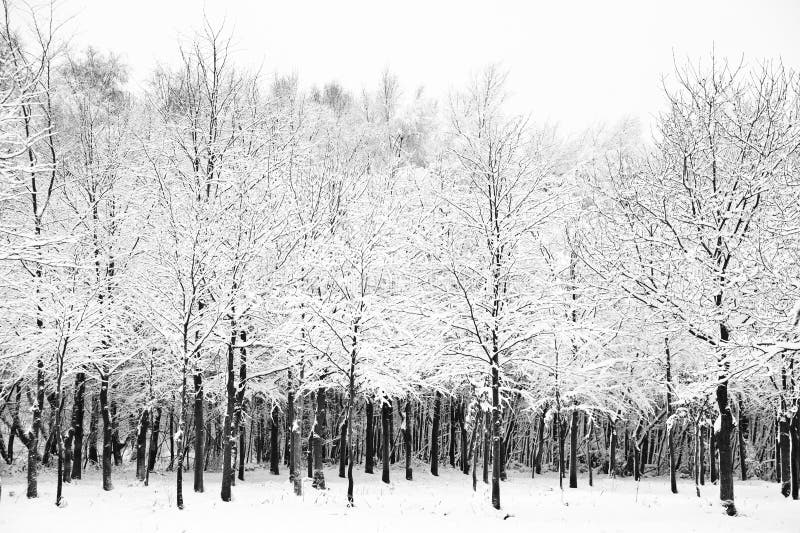 Beautiful Snow and Frost Covered Trees Stock Photo - Image of walkway ...