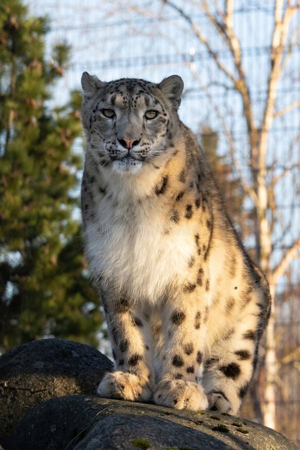 Beautiful Snow Leopard Irbis Staying on Rock Stock Image - Image of ...