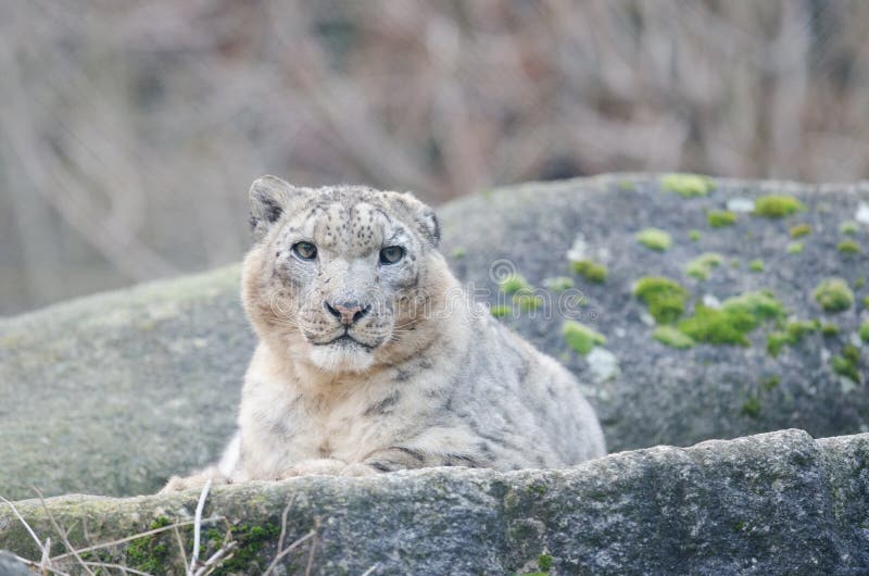 Beautiful Snow Leopard Laying on a Rock Stock Photo - Image of felino ...