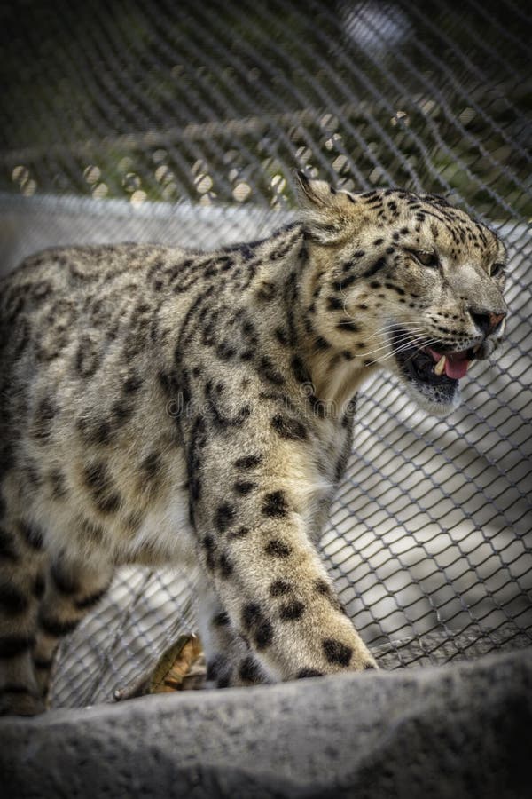 Angry Leopard Snow Stock Photos - Free & Royalty-Free Stock Photos from ...