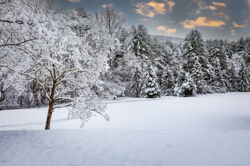 Beautiful Snow Scene of Freshly Fallen Snow on Pine Trees Stock Image ...