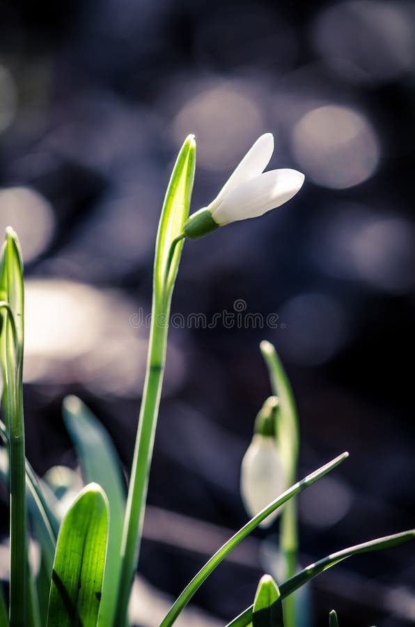 Beautiful snowdrop detail stock image. Image of plant - 107460253