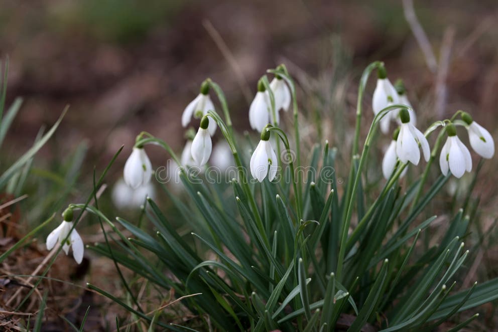 The Beautiful Snowdrop Flower Dissolves in the Spring Stock Image ...