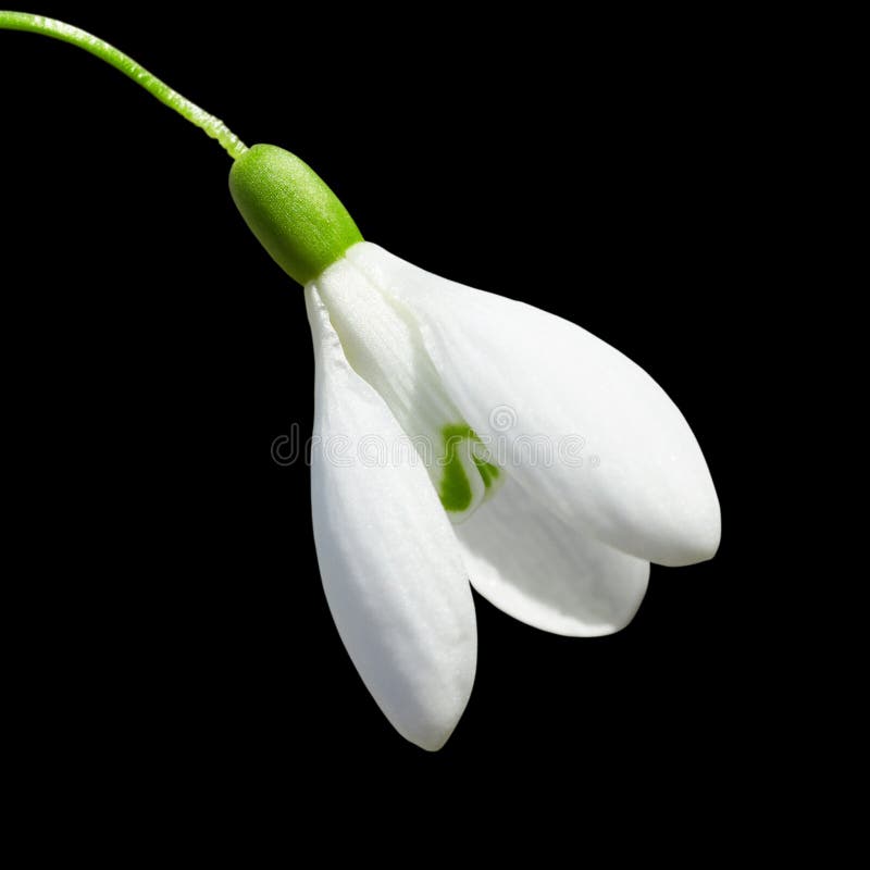 Beautiful snowdrop flower. stock photo. Image of flower - 67165280